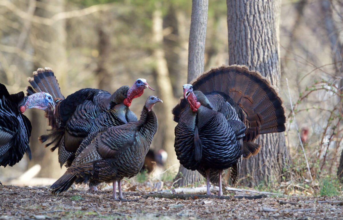 4 Tips for Turkey Hunting in Michigan